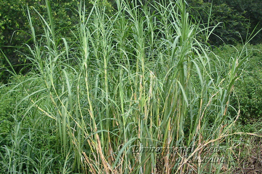 ECOLOGÍA :: GUINEA